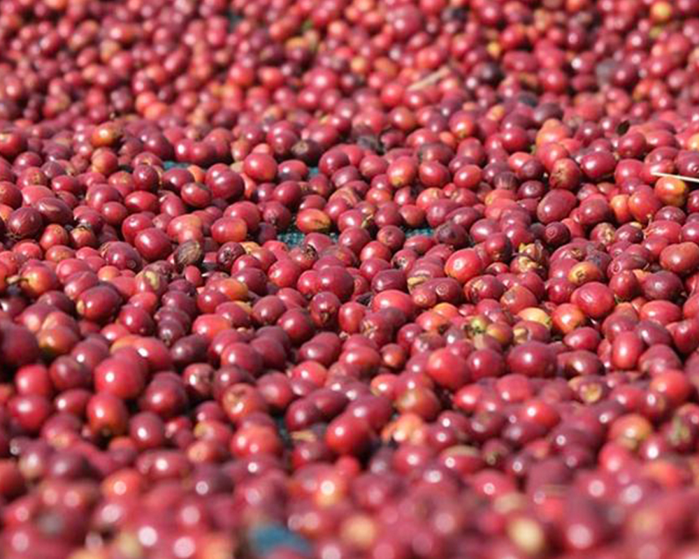 Tanica – Trust the Taste, Share the Tradition
